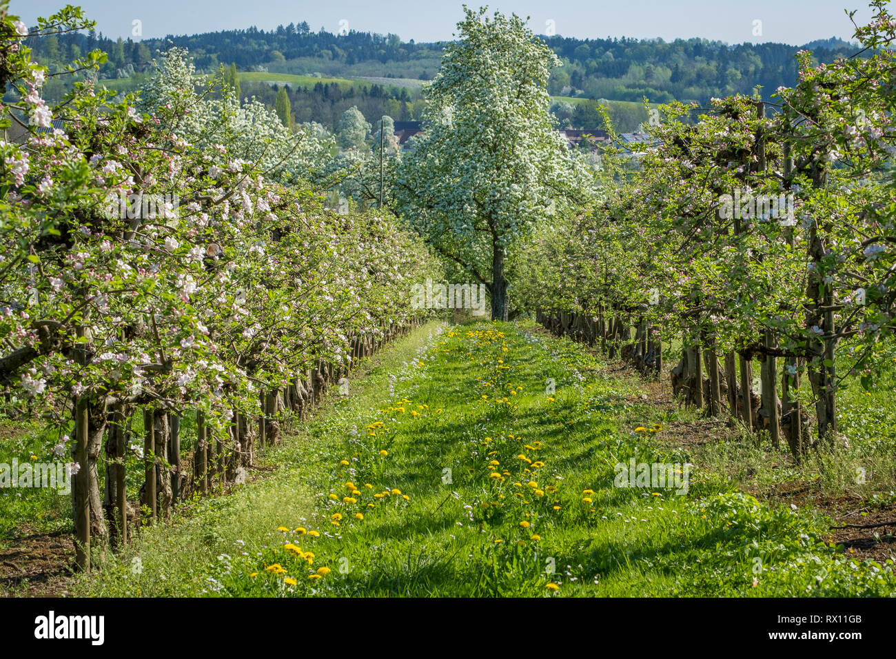 Obstplantagen am Hoyerberg Stock Photo - Alamy