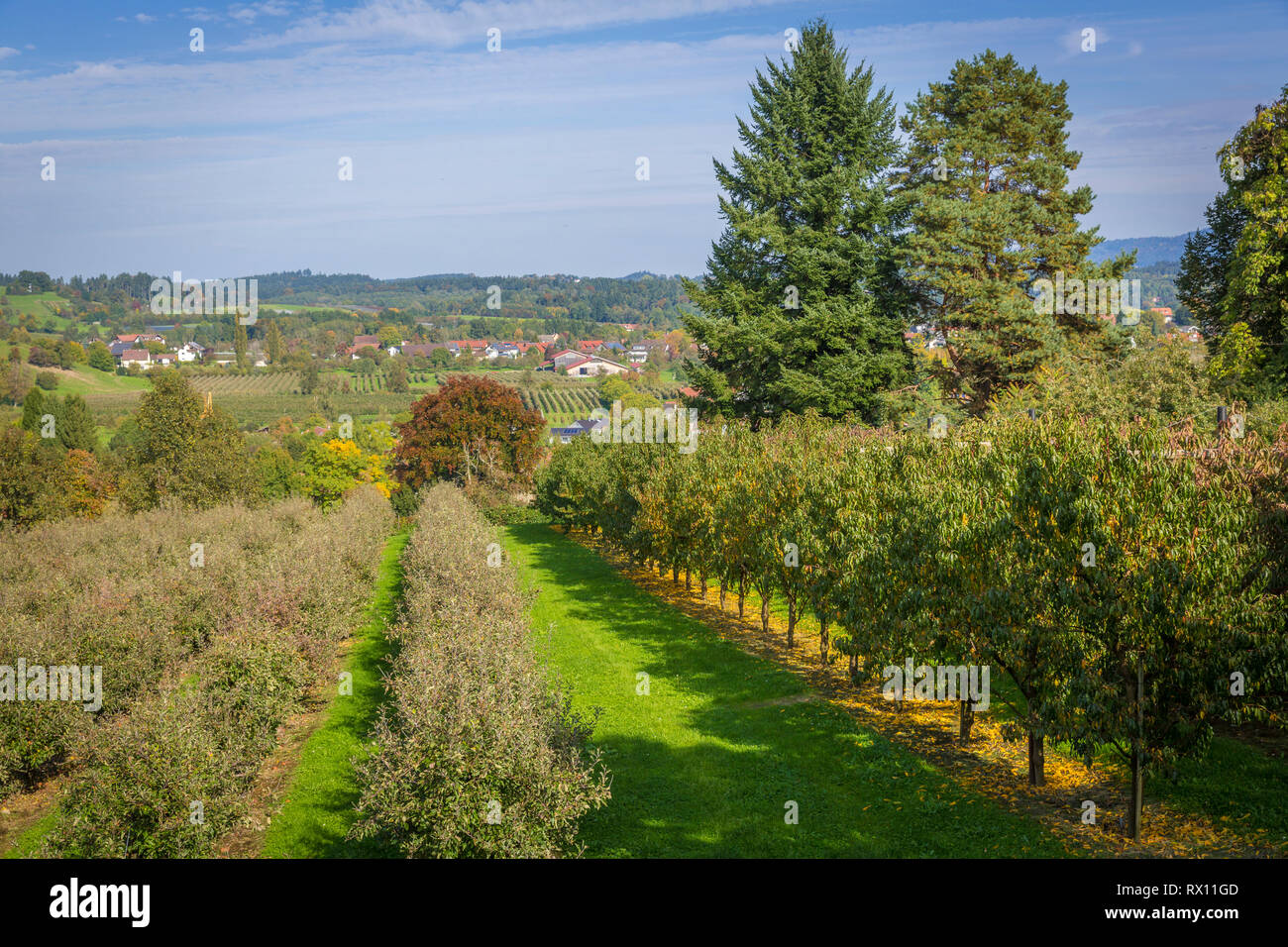 Obstplantagen am Hoyerberg Stock Photo - Alamy