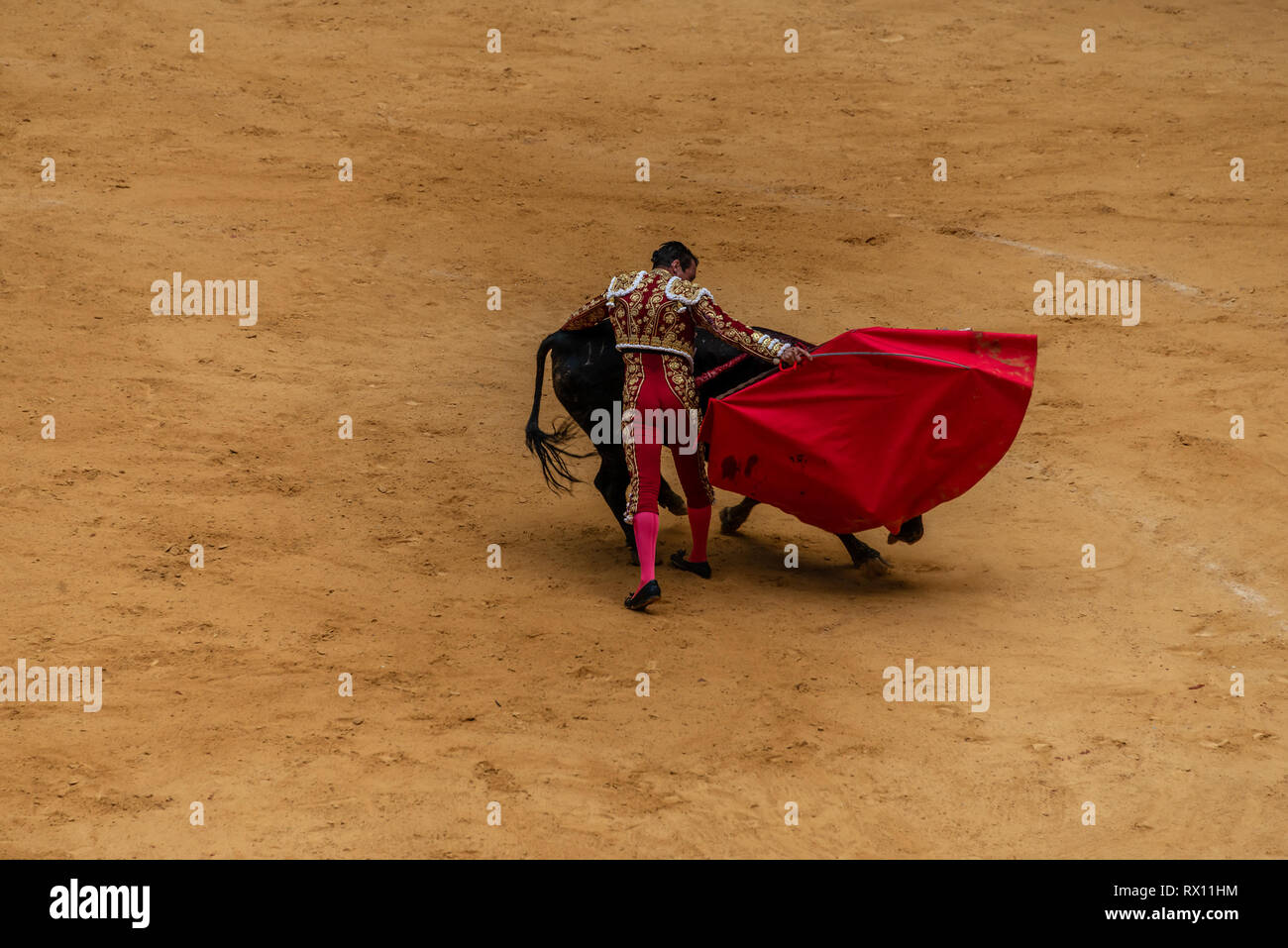 Spanish Bullfight, brave bull and bullfighter Stock Photo - Alamy