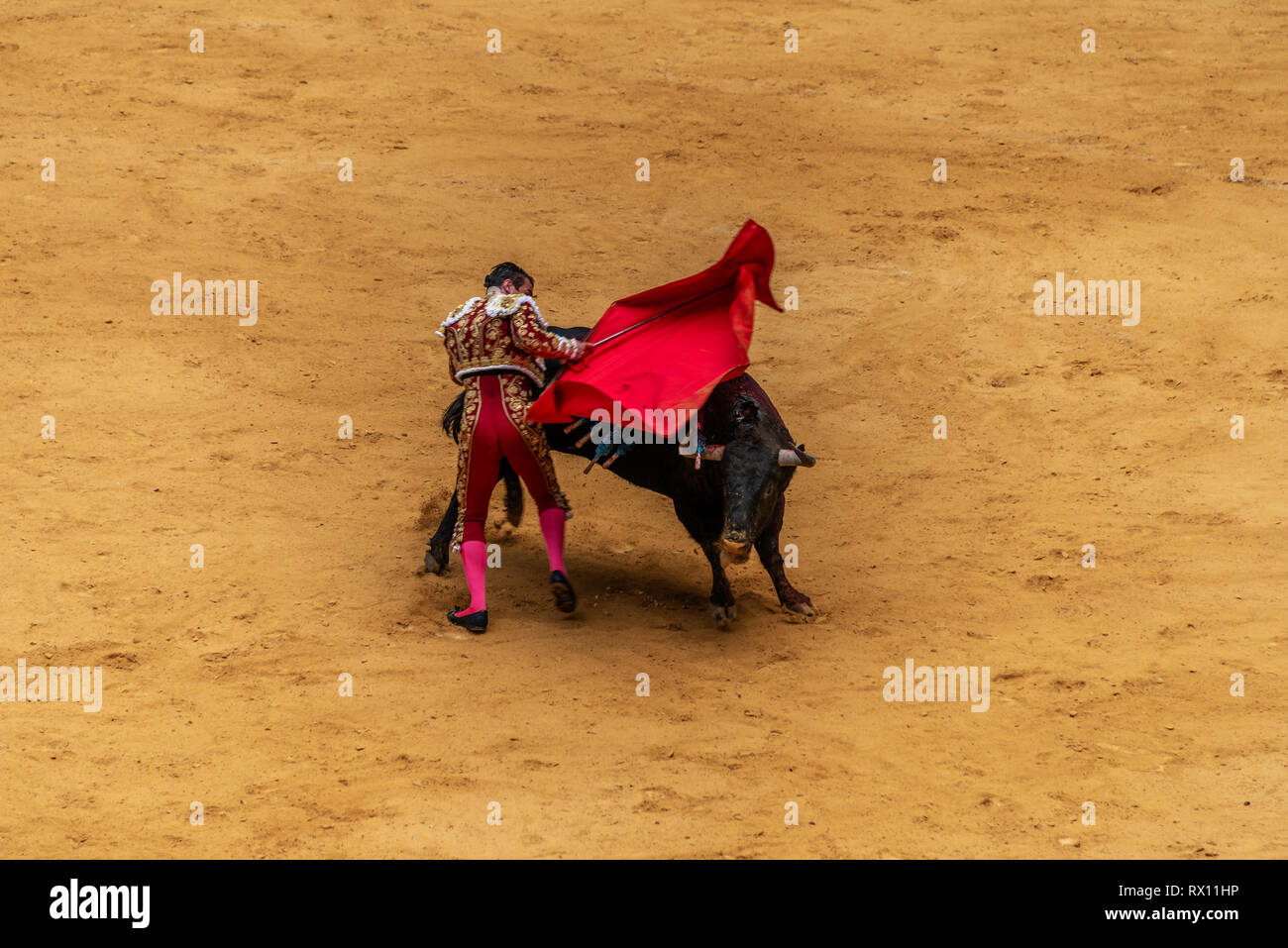 Spanish Bullfight, brave bull and bullfighter Stock Photo - Alamy