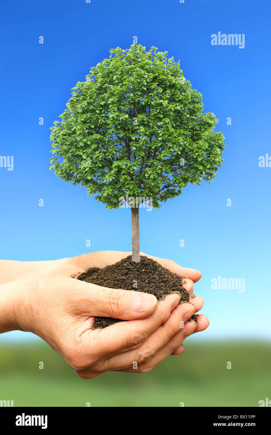 Hand holding green tree in nature Stock Photo - Alamy