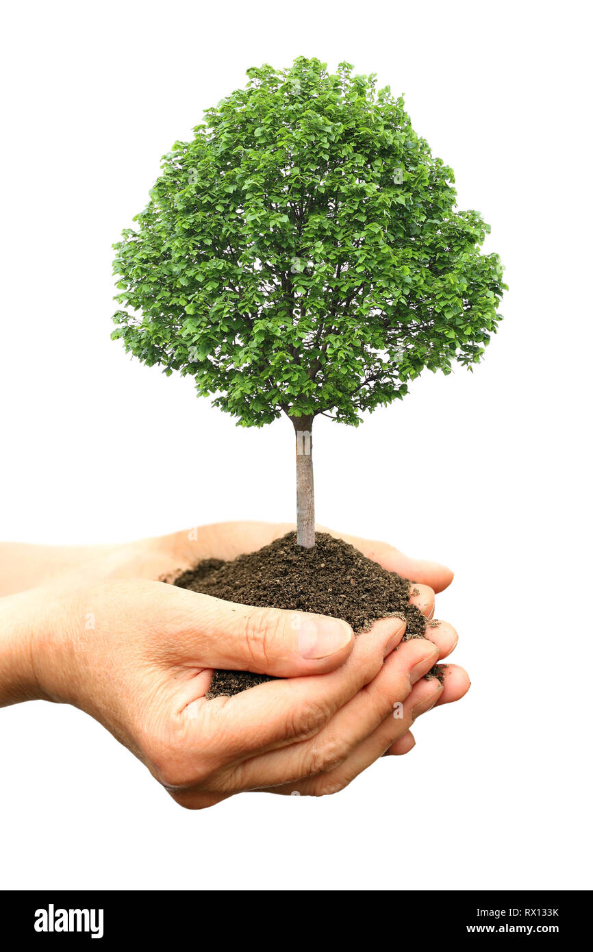 Hand holding green tree Stock Photo - Alamy