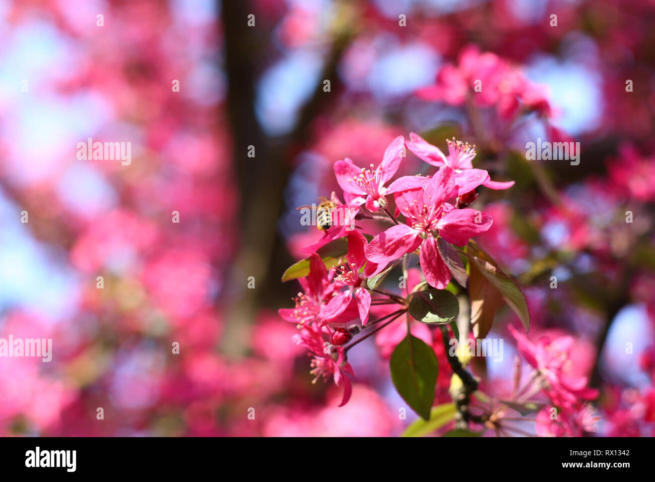 Apple tree flower Stock Photo - Alamy