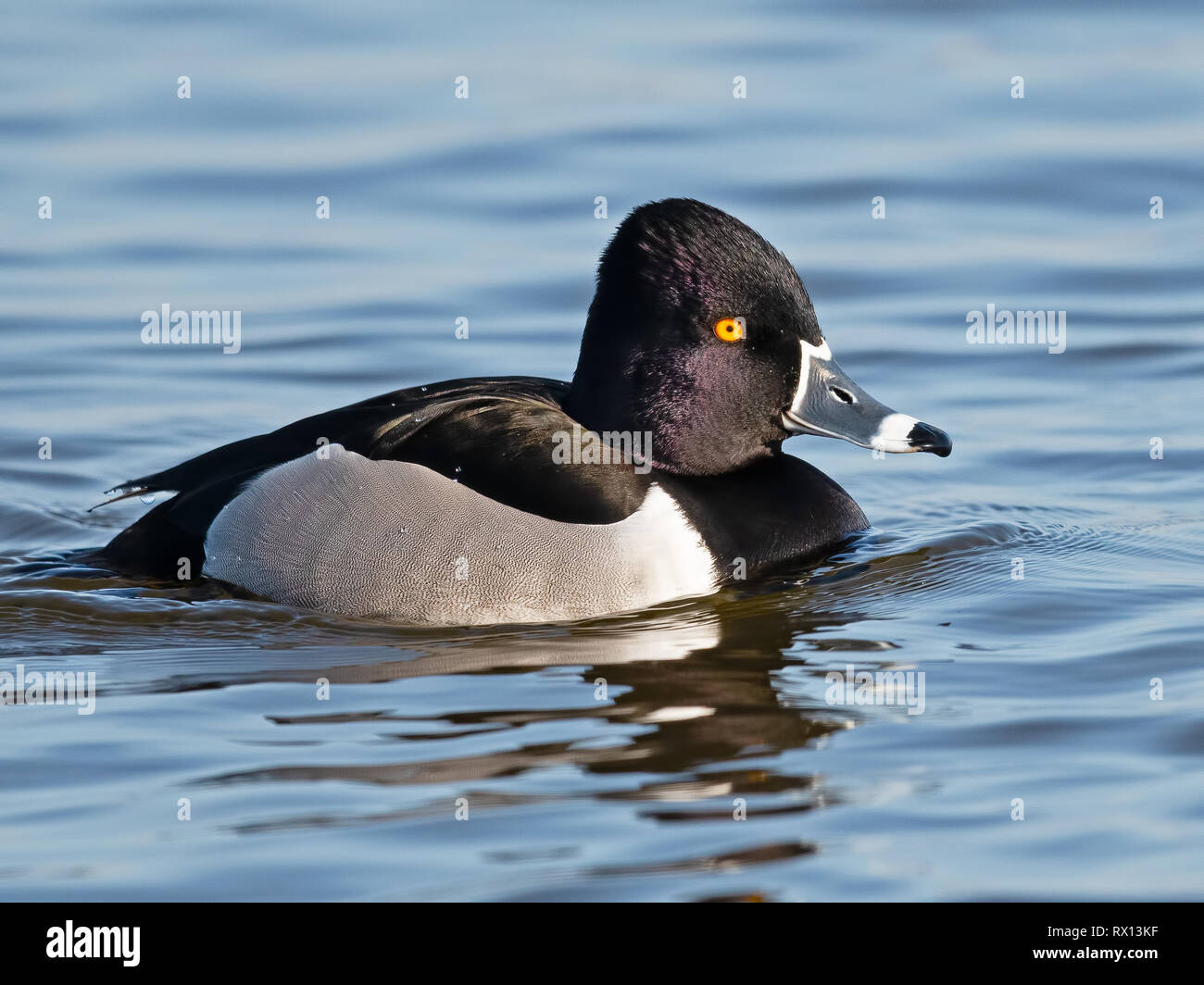 Male ringed neck duck hi-res stock photography and images - Alamy