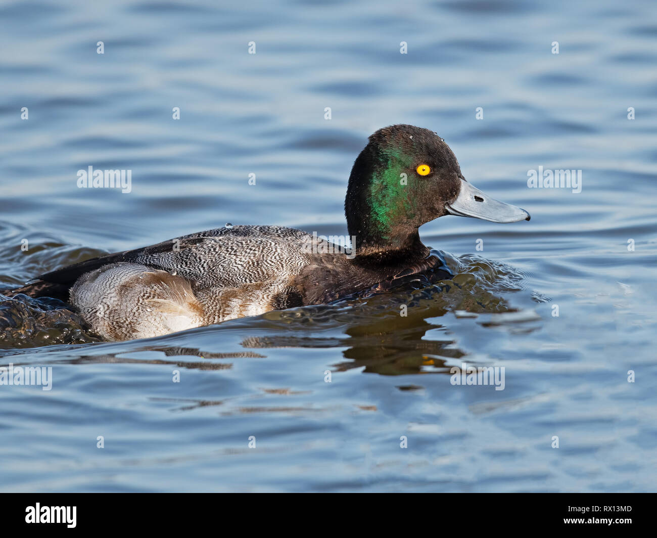 Male Lesser Scaup Duck Stock Photo - Alamy