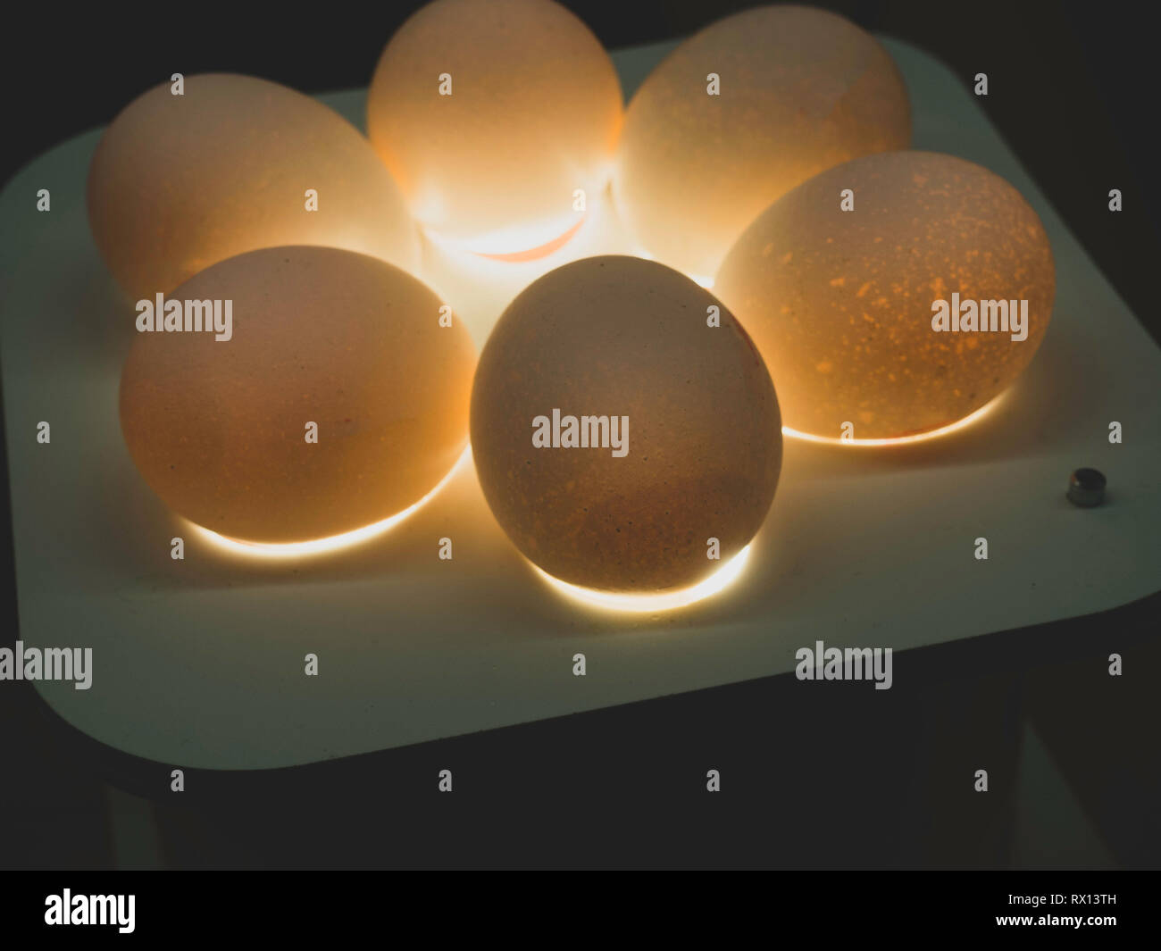 chicken embryo development study , Quality control inspecting contorl ...
