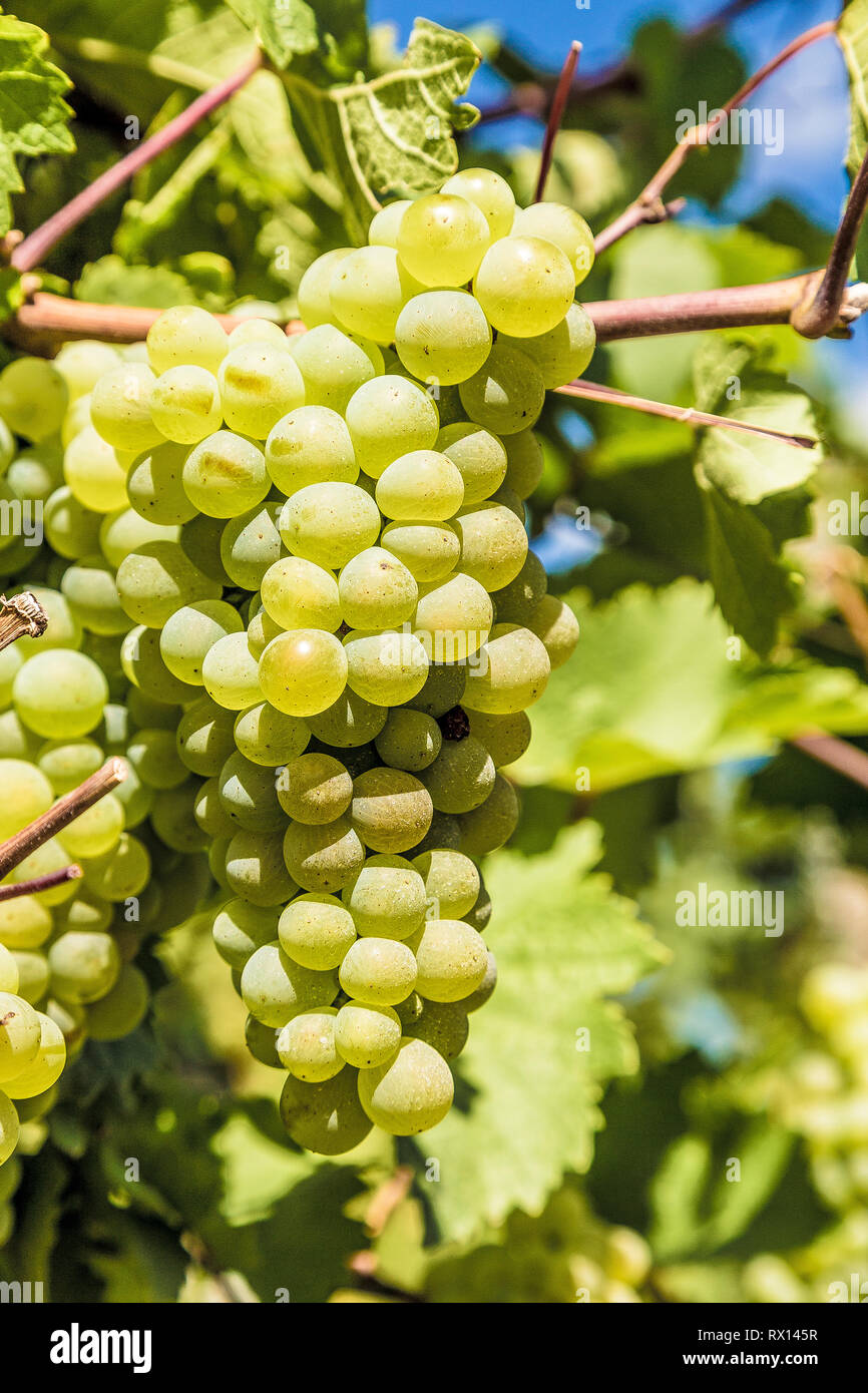 Viticulture summer hi-res stock photography and images - Alamy