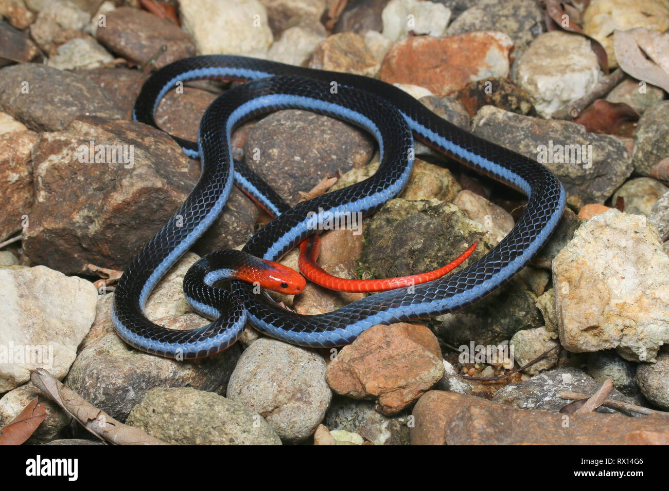Malayan Blue Coral Snake Stock Photo - Alamy