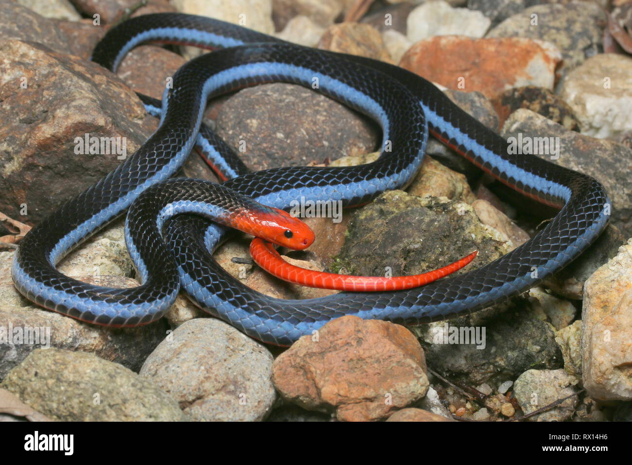Calliophis Bivirgatus