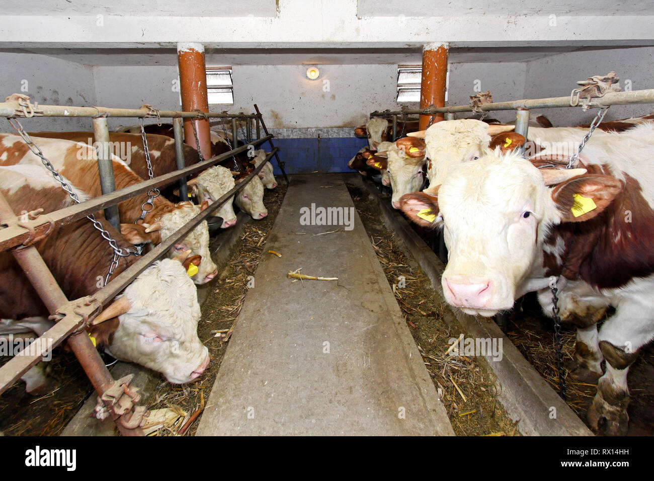 Cows Cattle in Barn at Animal Farm Stock Photo - Alamy
