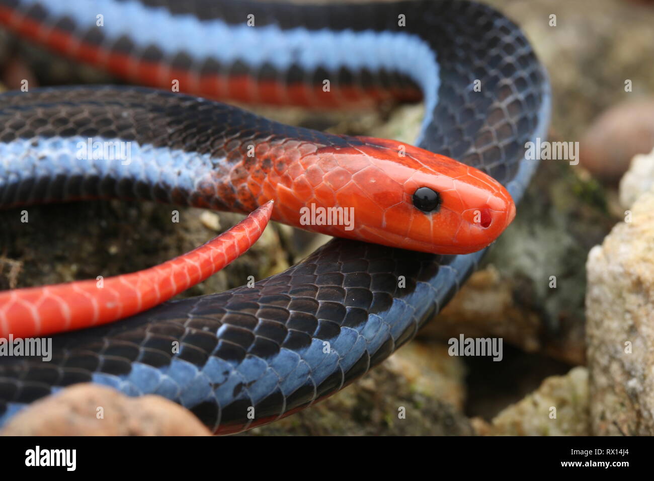 Malayan Blue Coral Snake Stock Photo - Alamy