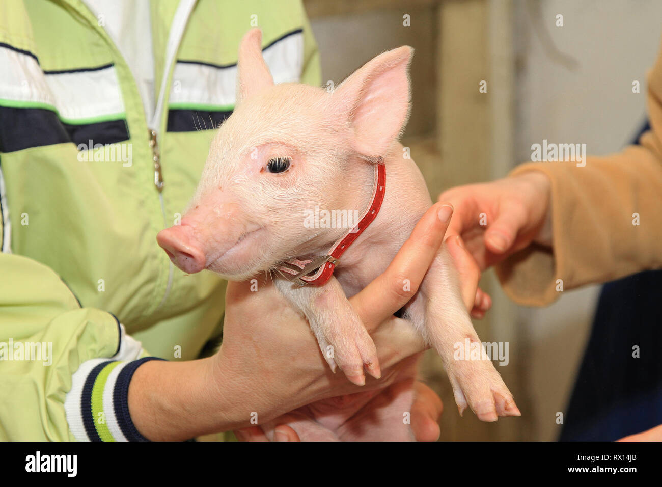 Funny piglet hi-res stock photography and images - Alamy