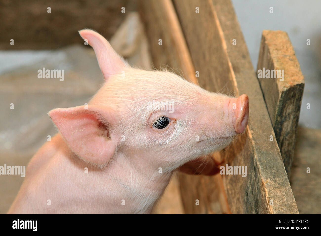 Pink piglet hi-res stock photography and images - Alamy