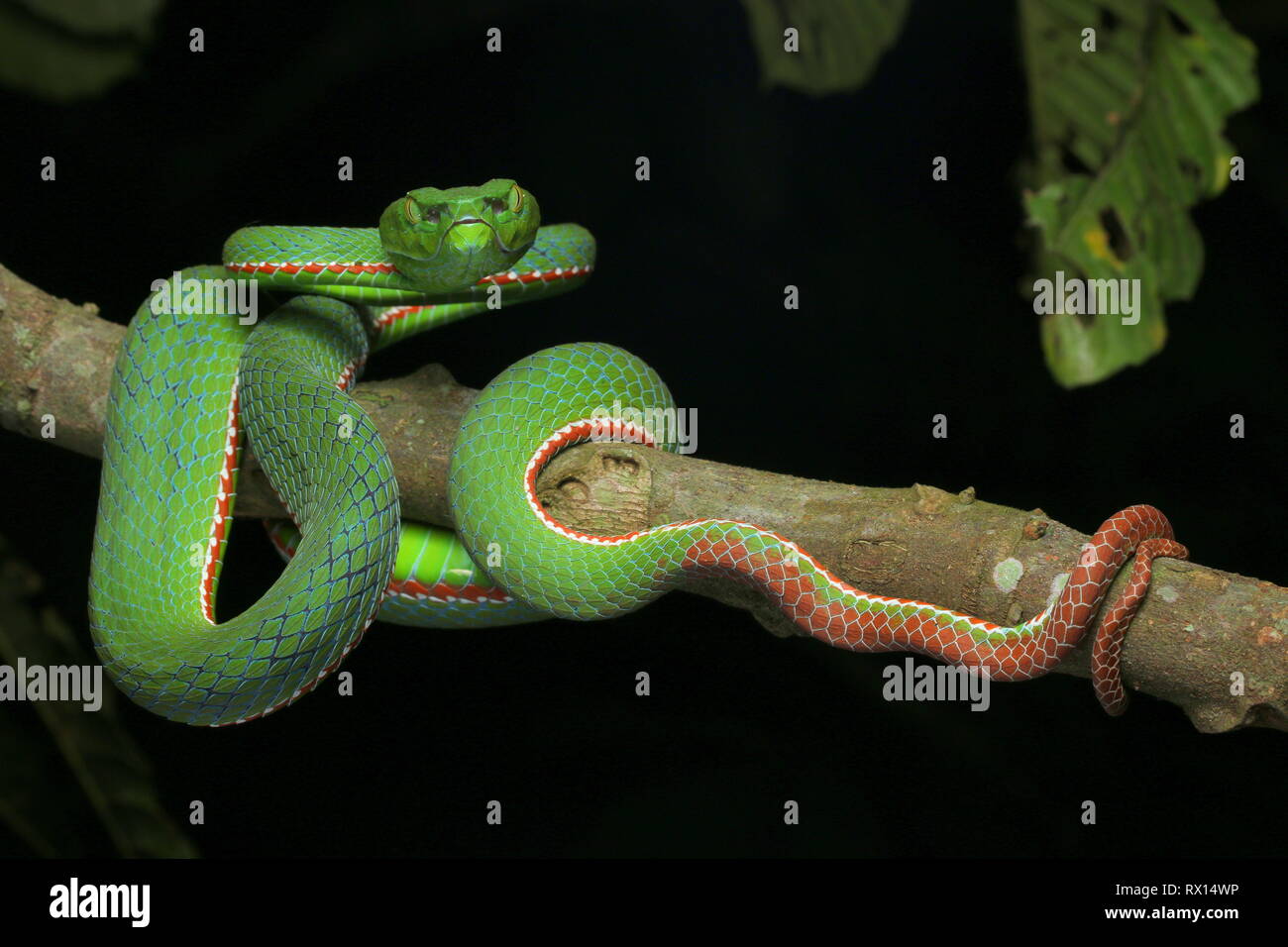 Siamese Peninsular Pit Viper Stock Photo - Alamy