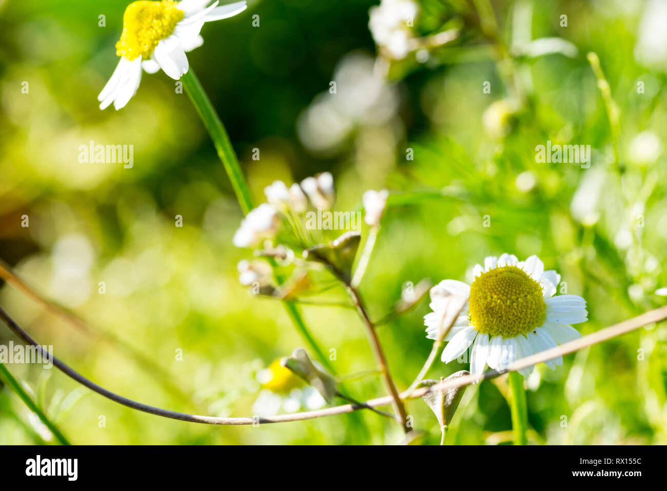 pack of chamomile flowers blossom in a spring sunny day Stock Photo - Alamy