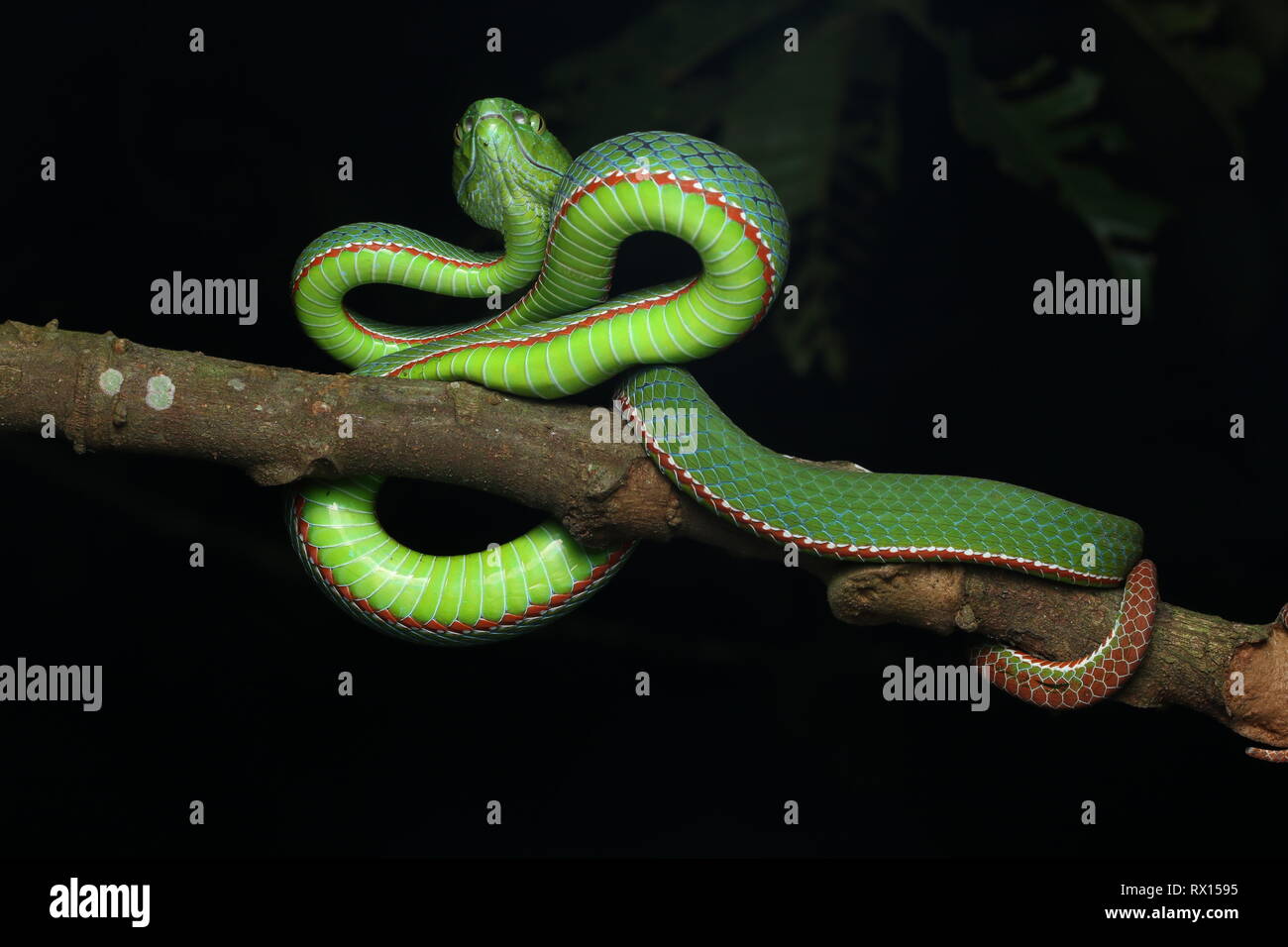 Siamese peninsular pit viper hi-res stock photography and images - Alamy
