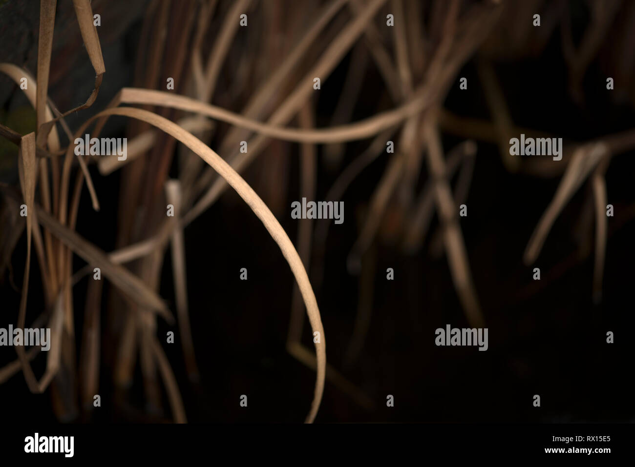 Grass- Nature Art- Sweden Stock Photo - Alamy