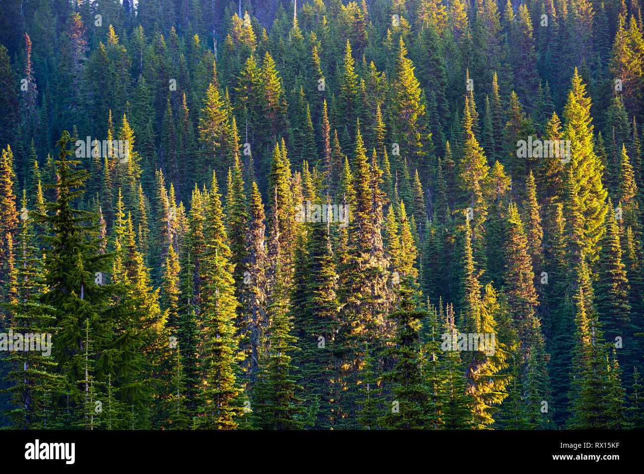 Forest at Mount Rainier National Park, Washington State, USA Stock ...