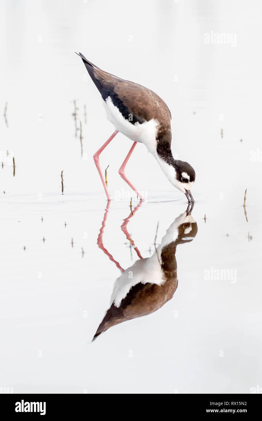 Beautiful black winged stilt searching for food in the lake with a ...