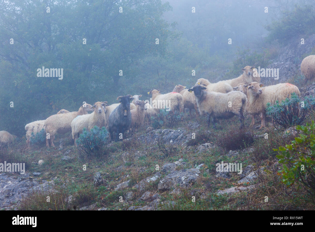 Lacha sheep hi-res stock photography and images - Alamy
