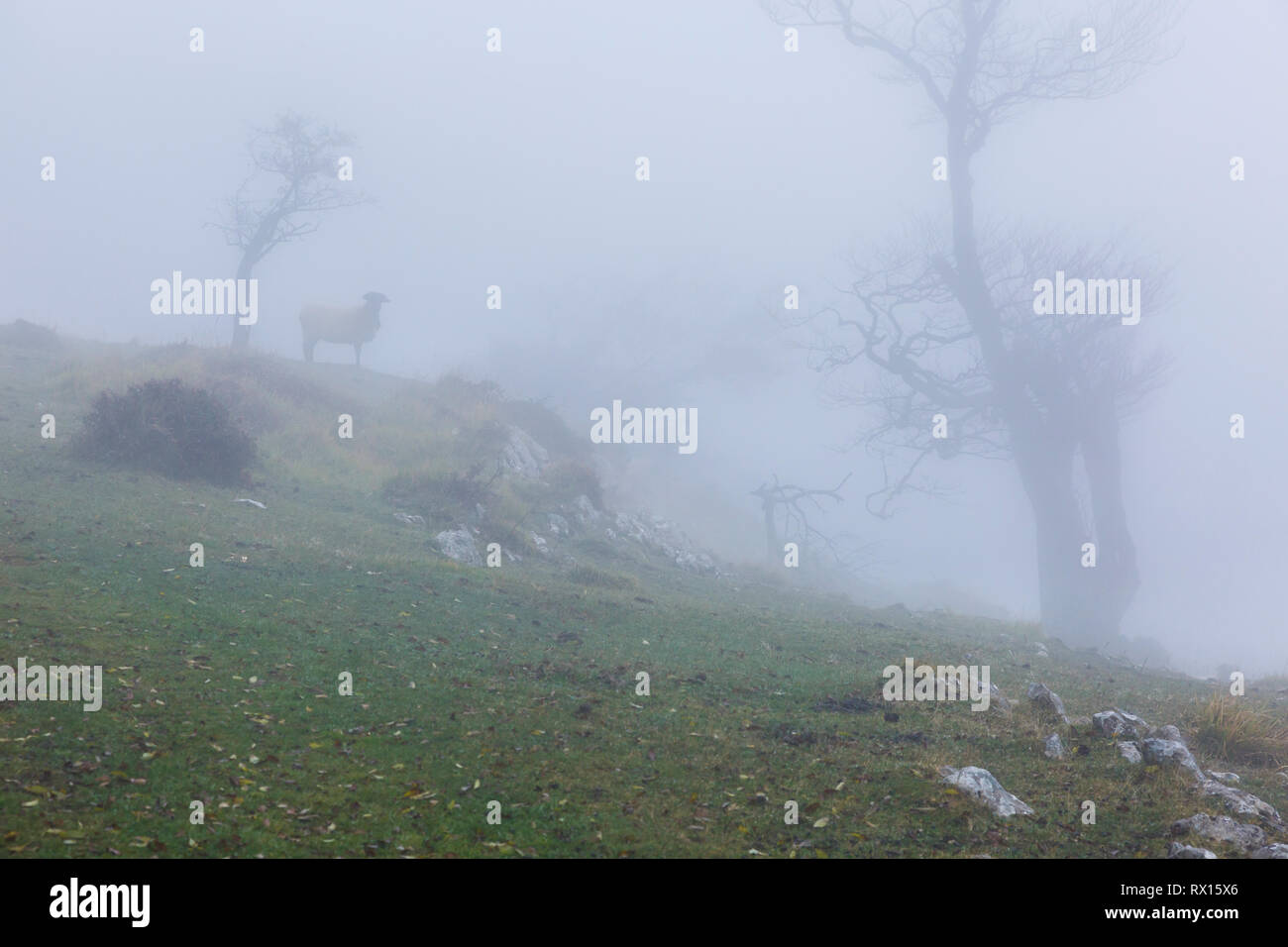 Sheep mist hi-res stock photography and images - Alamy