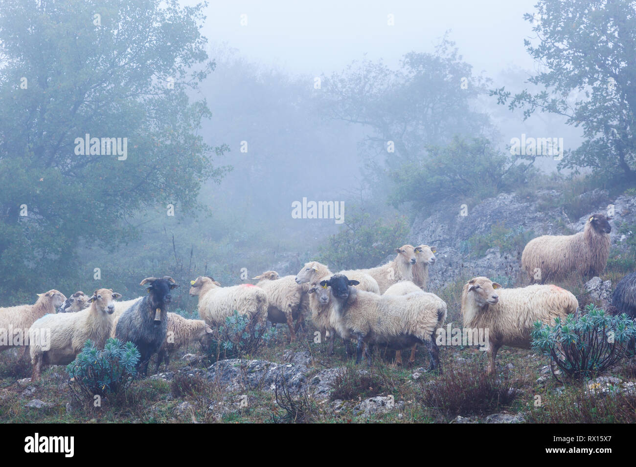Latxa breed hi-res stock photography and images - Alamy