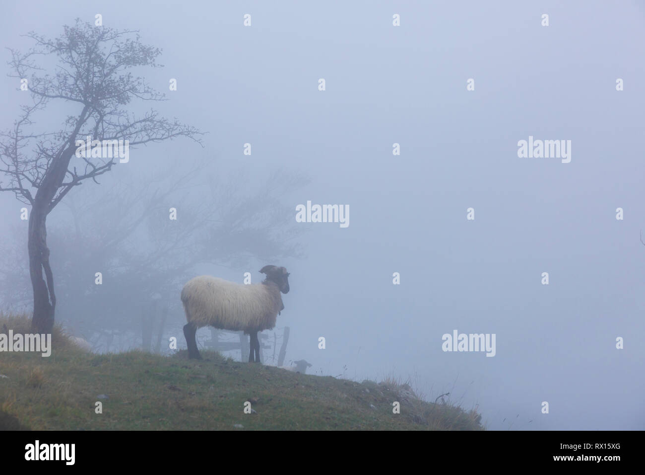 Sheep mist hi-res stock photography and images - Alamy