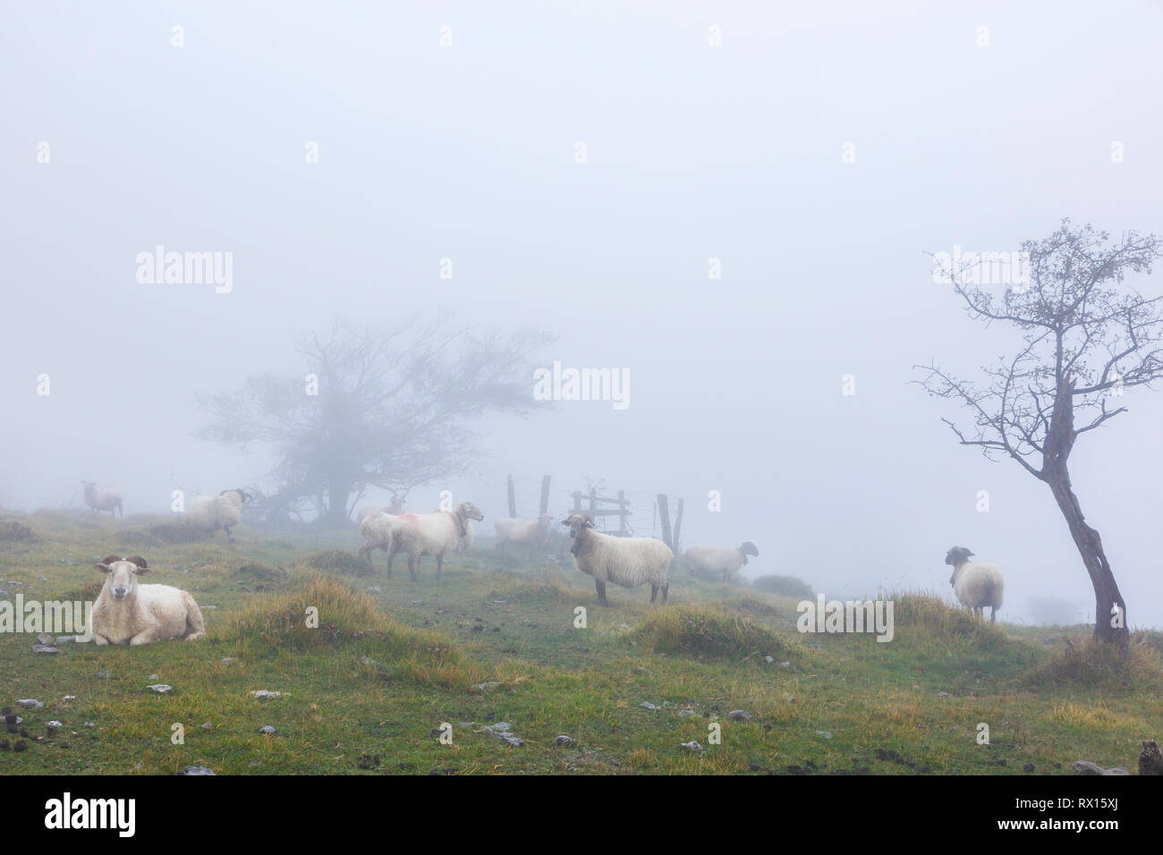 Latxa breed hi-res stock photography and images - Alamy