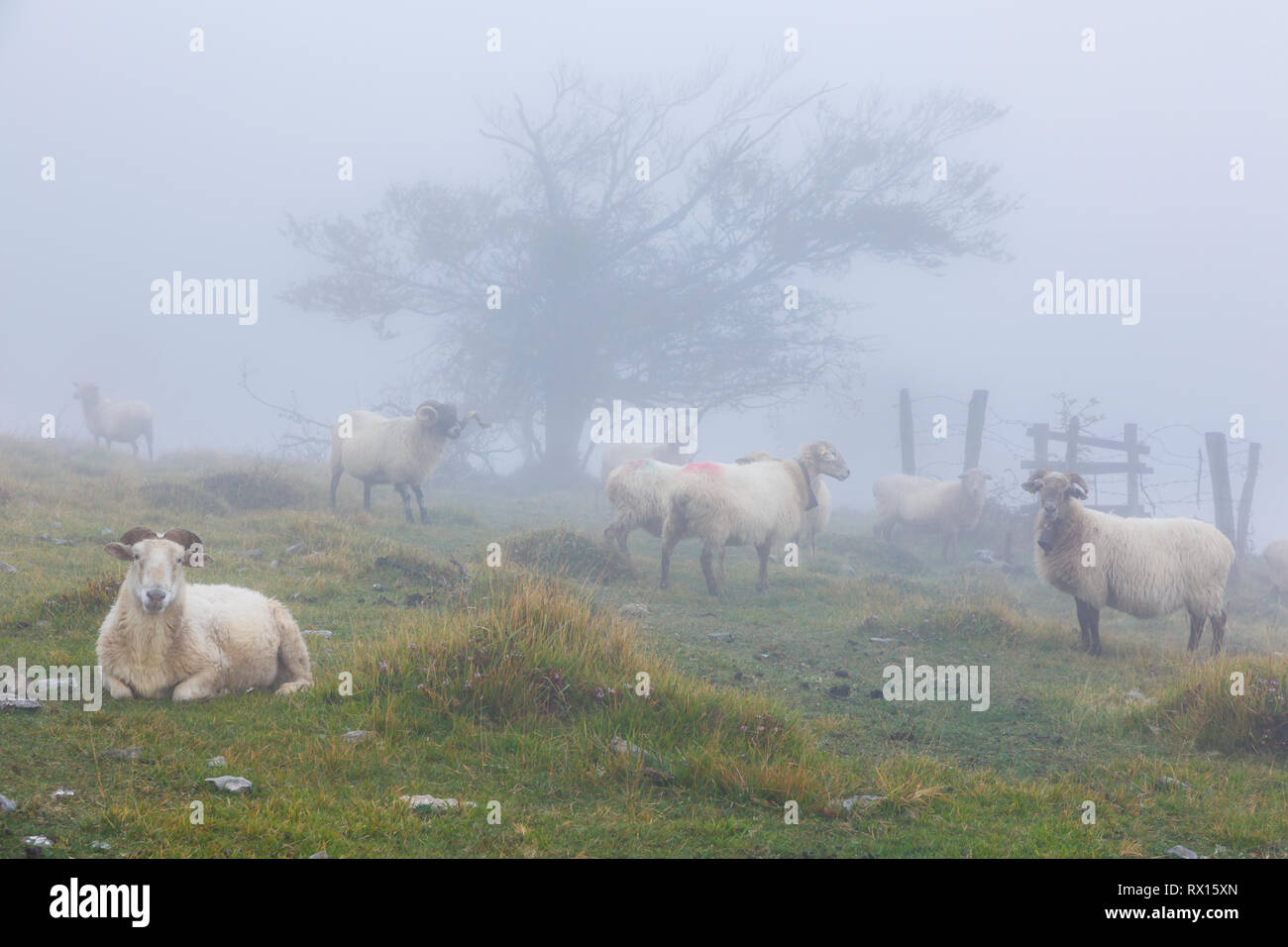 Latxa breed hi-res stock photography and images - Alamy