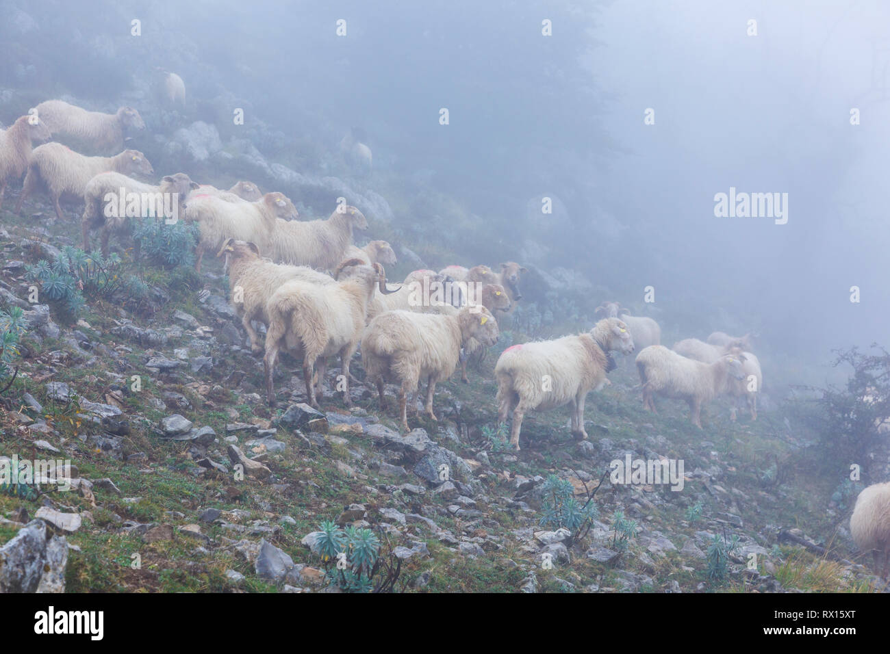 Latxa breed hi-res stock photography and images - Alamy