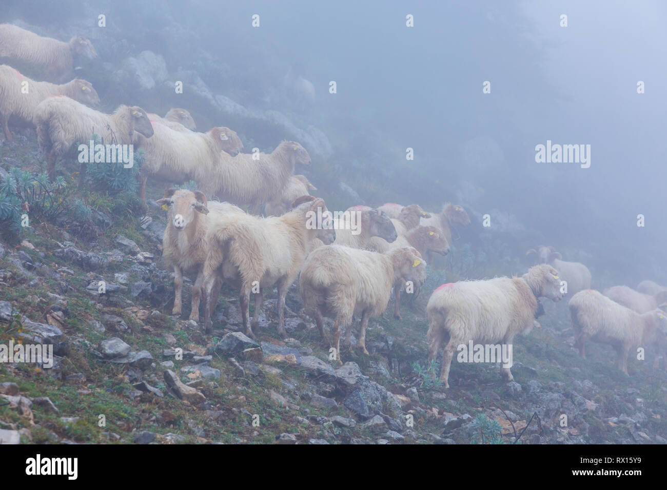 Latxa breed hi-res stock photography and images - Alamy