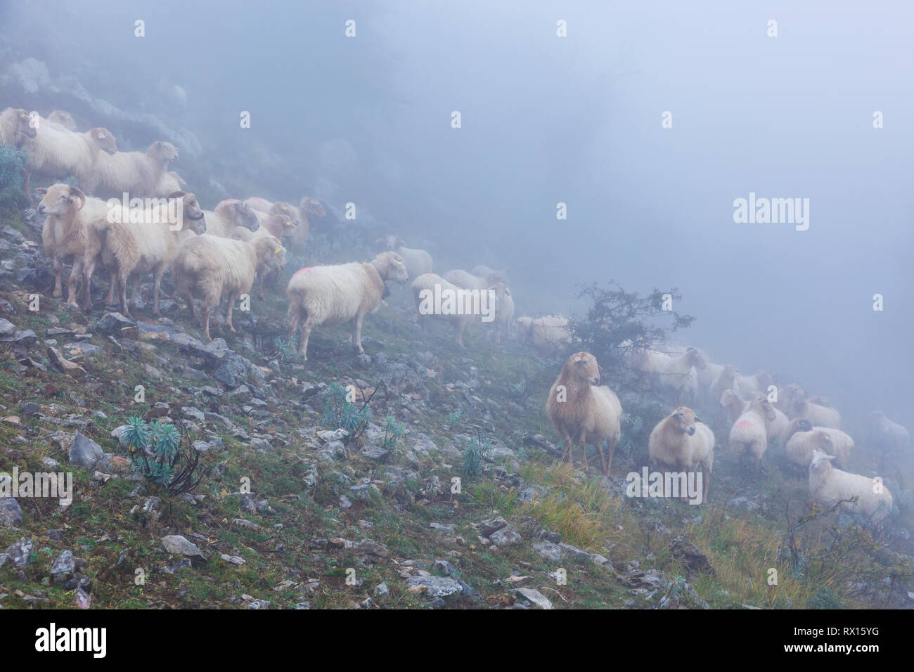 Latxa breed hi-res stock photography and images - Alamy