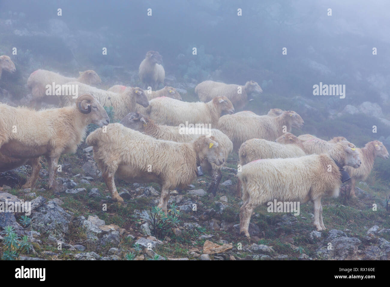 Latxa breed hi-res stock photography and images - Alamy
