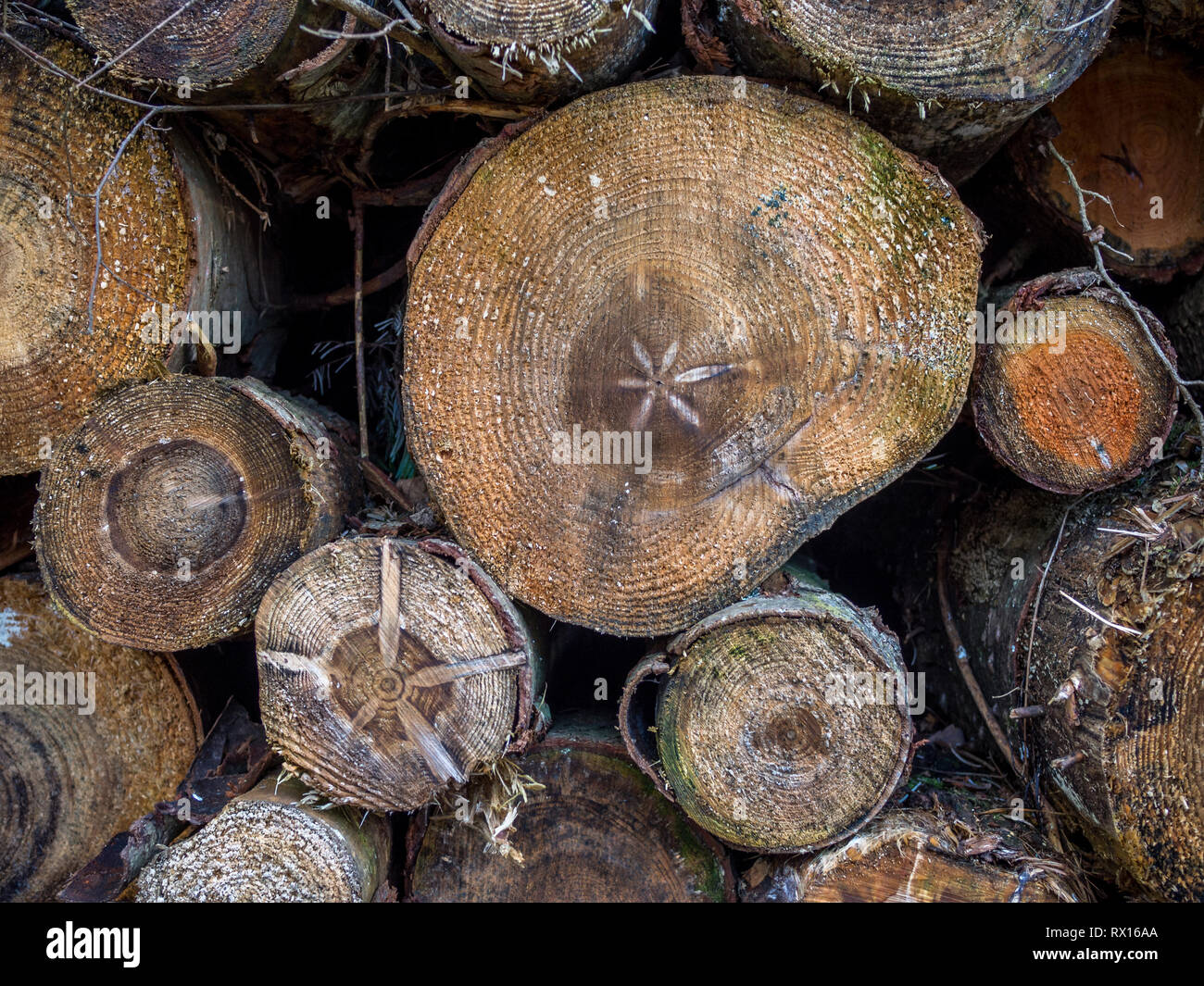 a close up detail macro face on of pile stack of cut sawn section ...