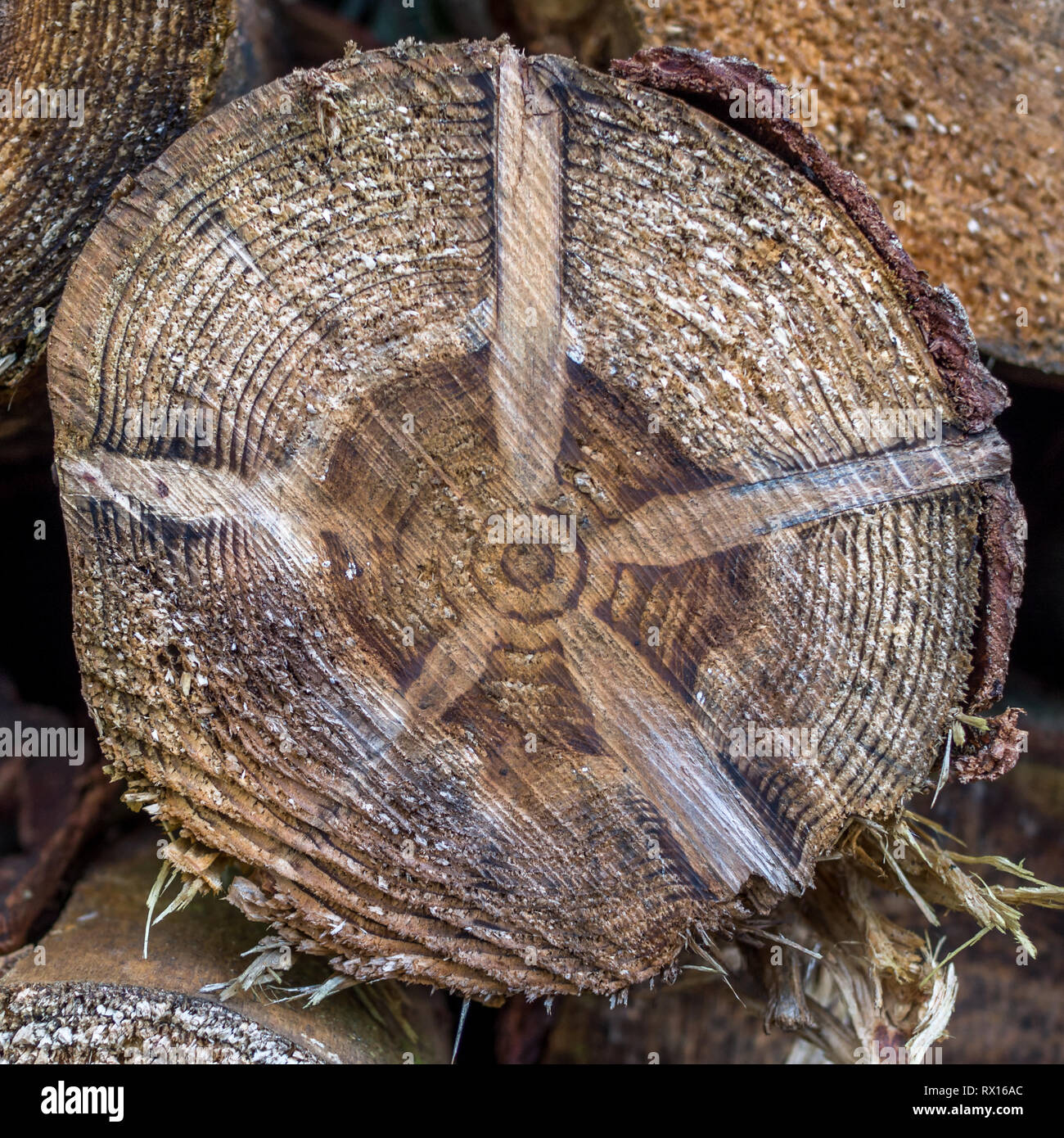 a close up detail macro face on of pile stack of cut sawn section ...