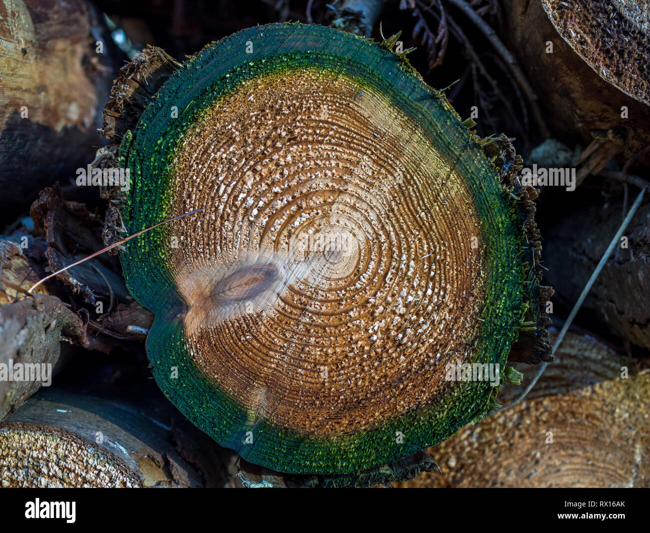 a close up detail macro face on of pile stack of cut sawn section ...