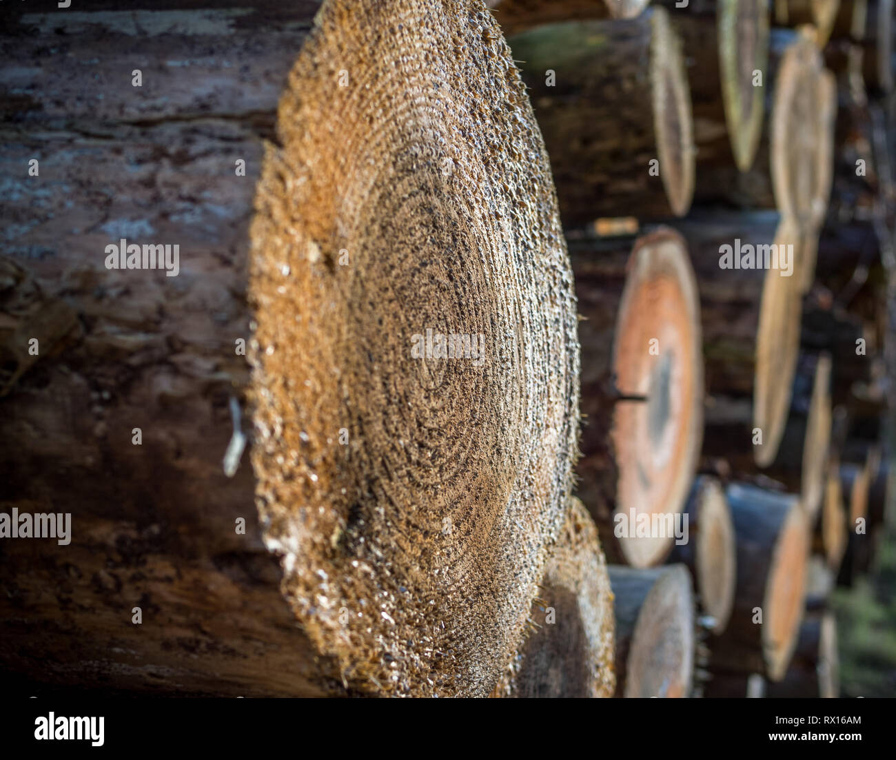 a close up side view detail macro of pile stack of cut sawn section ...