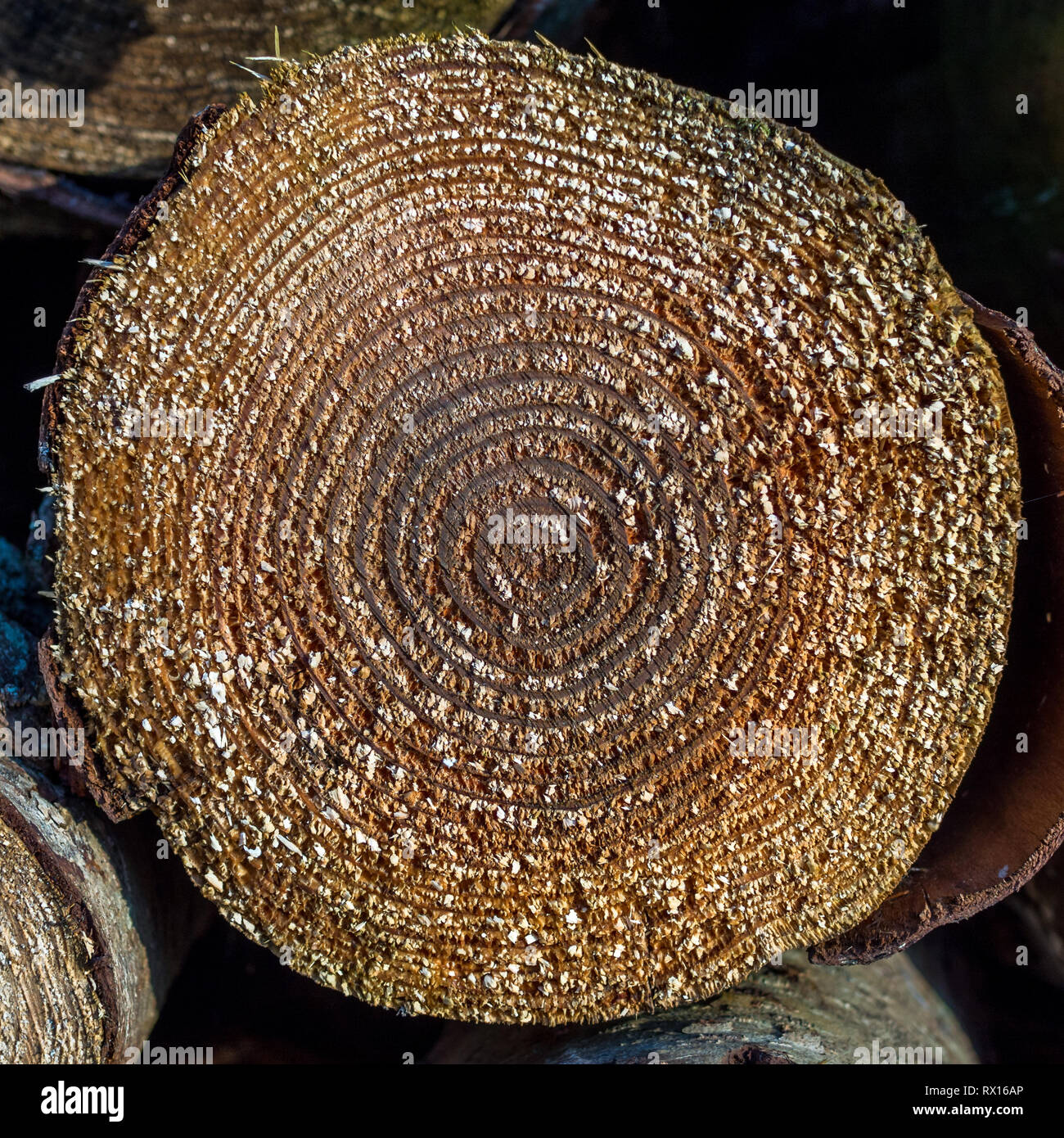a close up detail macro face on of pile stack of cut sawn section ...