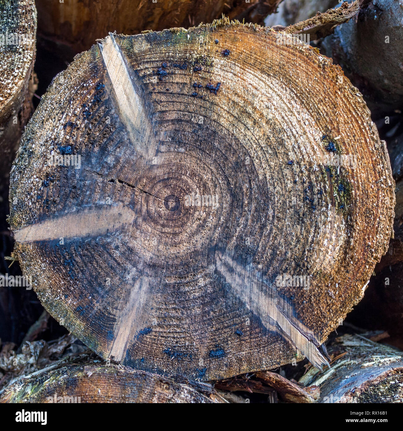 a close up detail macro face on of pile stack of cut sawn section ...