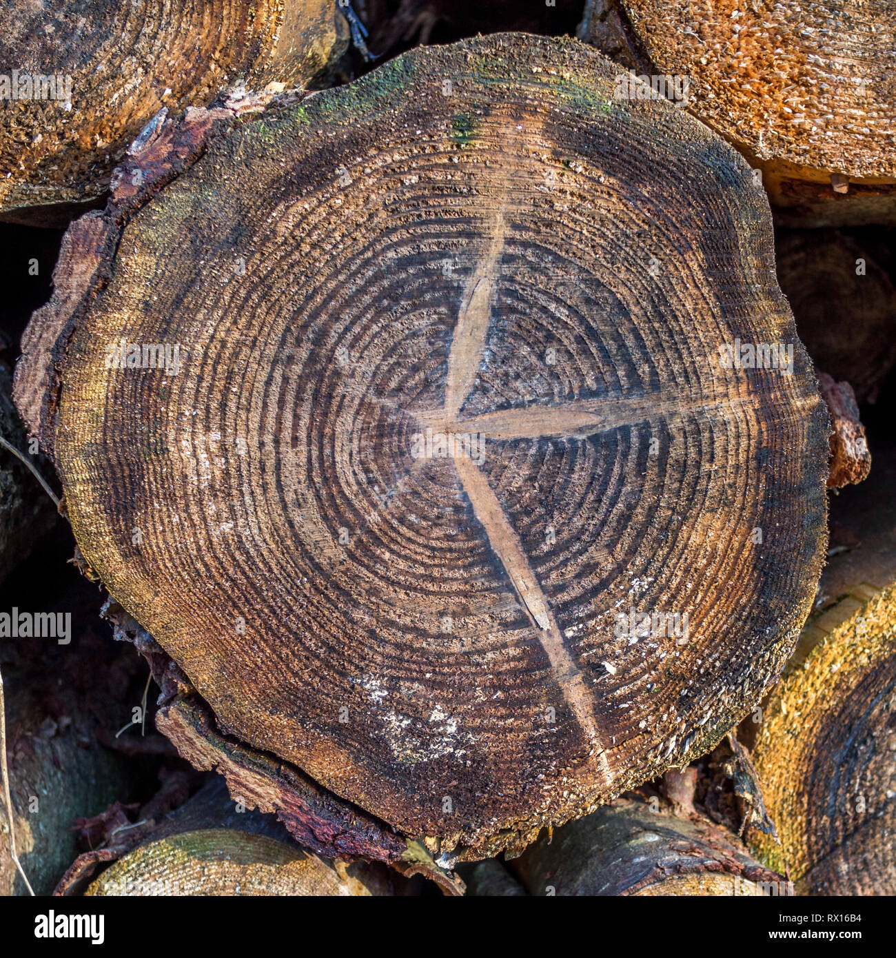 a close up detail macro face on of pile stack of cut sawn section ...
