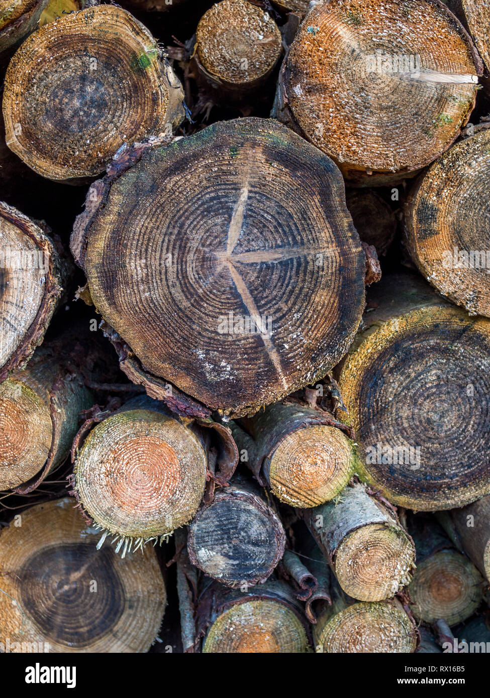 a close up detail macro face on of pile stack of cut sawn section ...