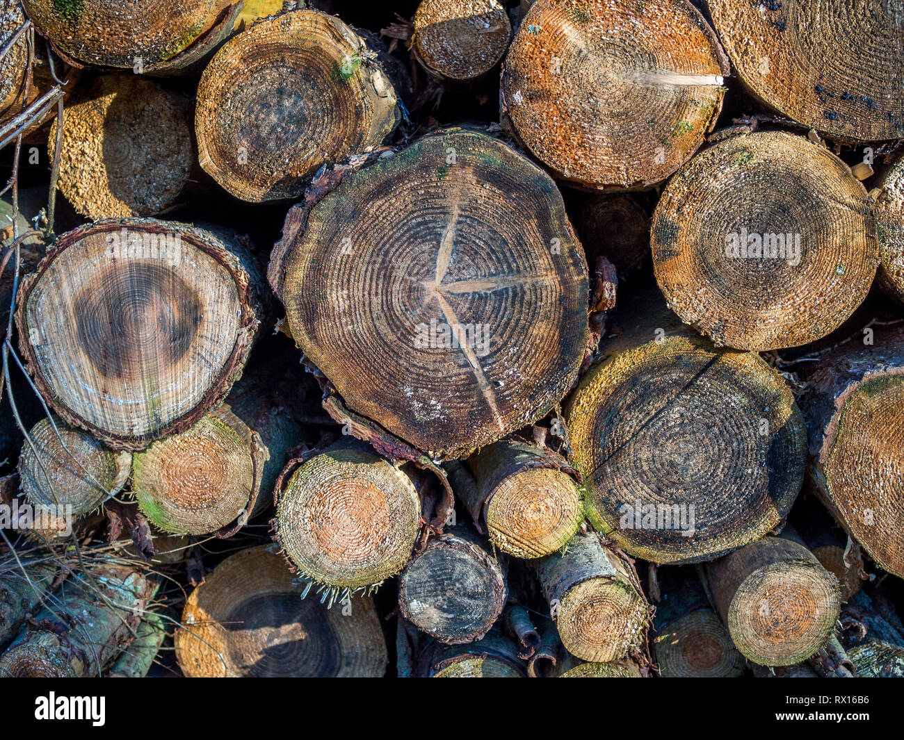 a close up detail macro face on of pile stack of cut sawn section ...