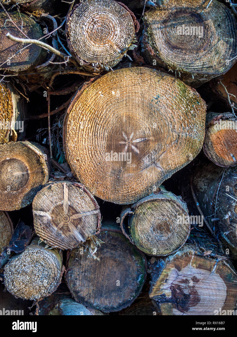 a close up detail macro face on of pile stack of cut sawn section ...