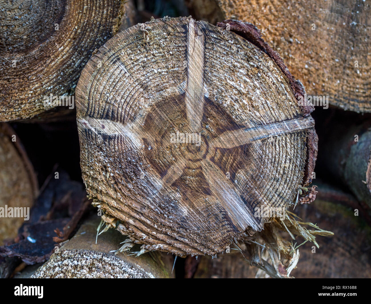 a close up detail macro face on of pile stack of cut sawn section ...