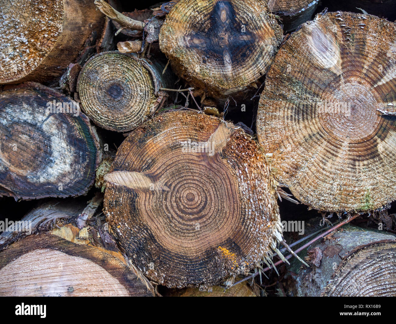 a close up detail macro face on of pile stack of cut sawn section ...