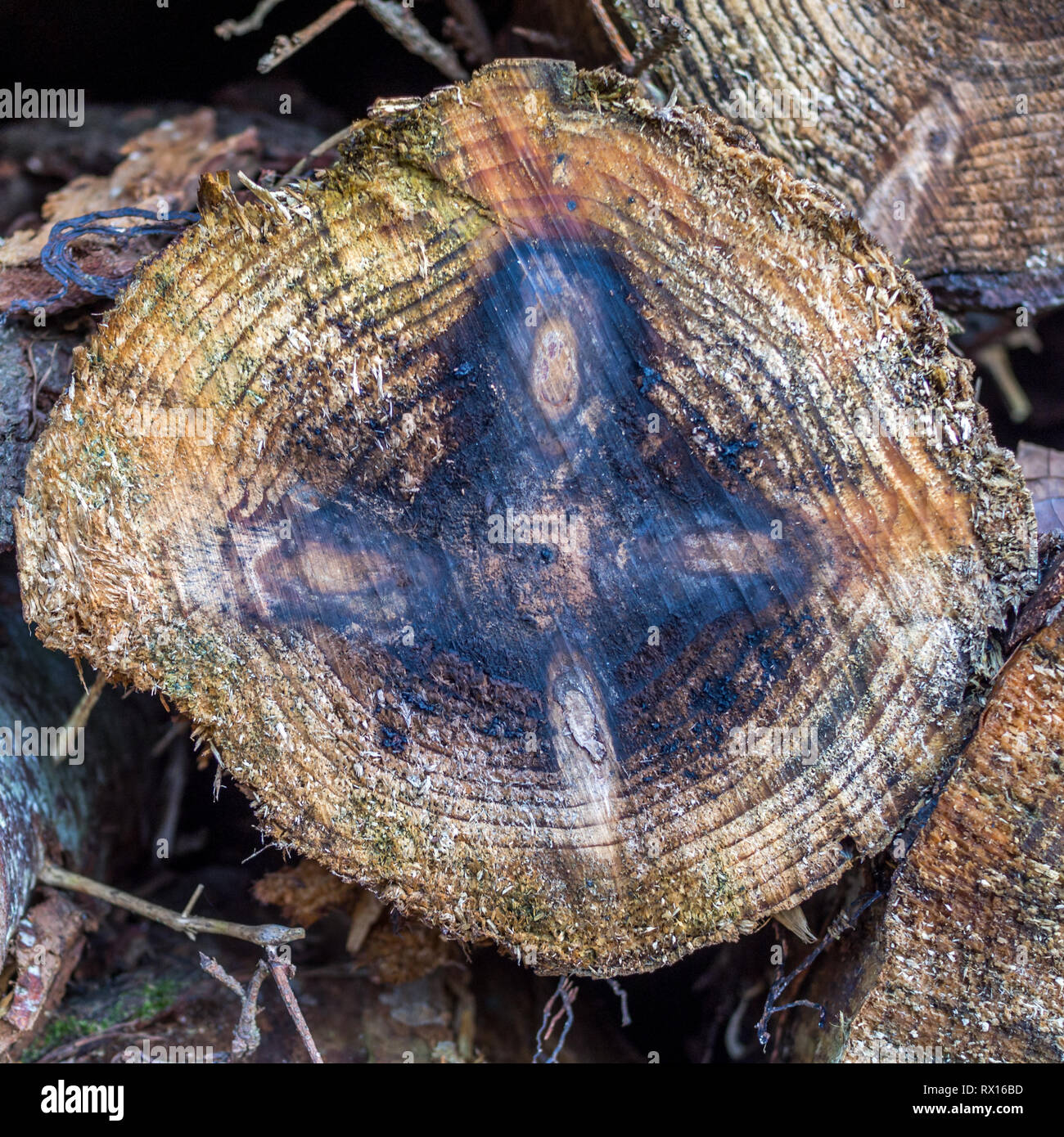 a close up detail macro face on of pile stack of cut sawn section ...
