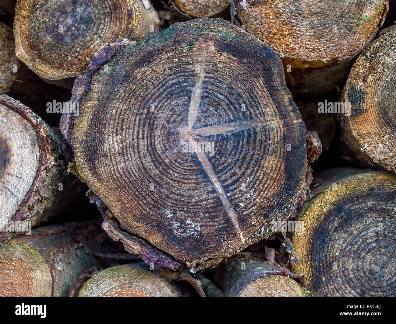 a close up detail macro face on of pile stack of cut sawn section ...
