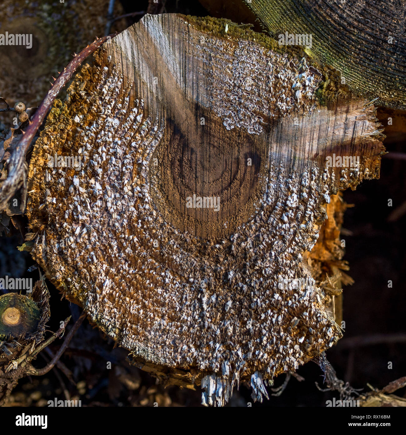 a close up detail macro face on of pile stack of cut sawn section ...