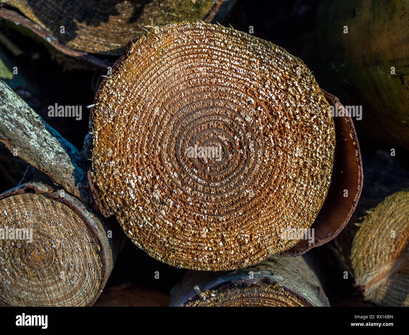 a close up detail macro face on of pile stack of cut sawn section ...