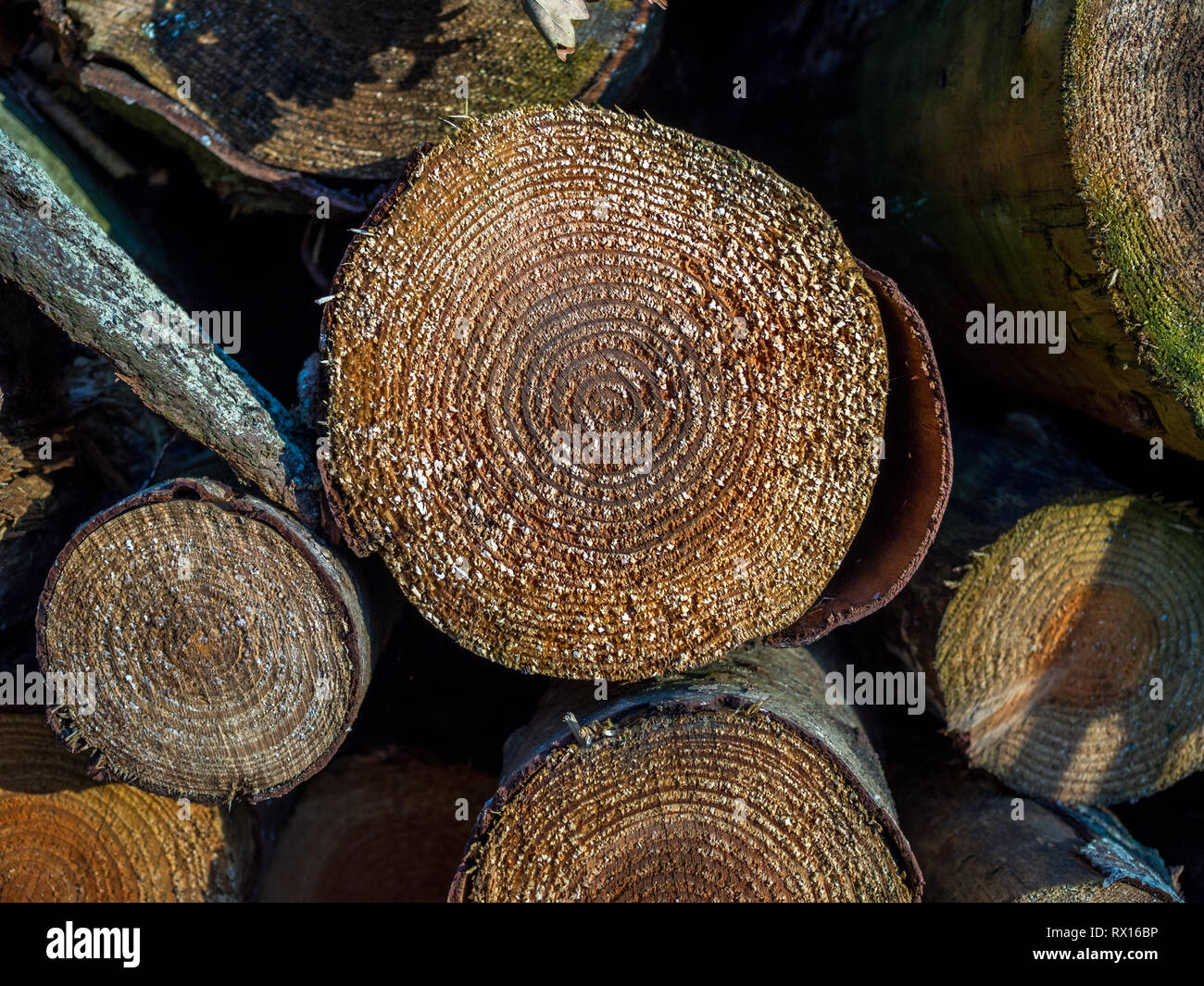 a close up detail macro face on of pile stack of cut sawn section ...